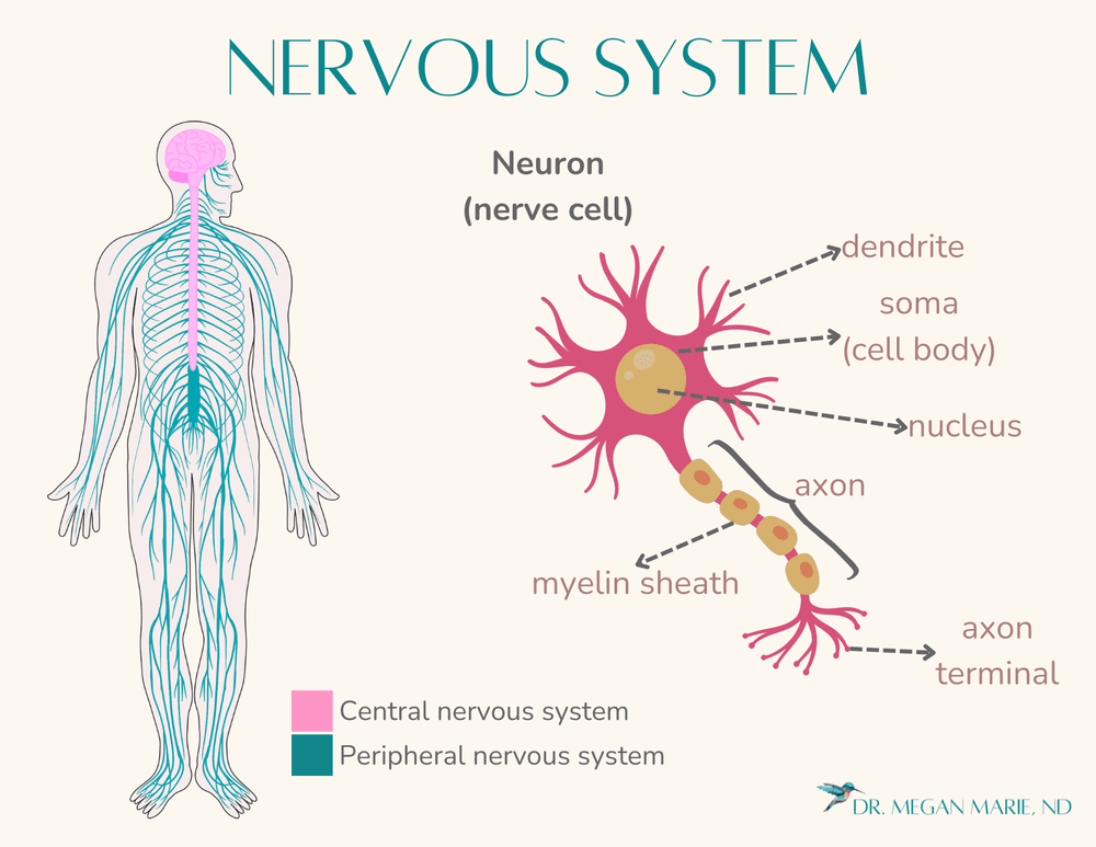 Nervous System: The Body’s Connection Network — Dr. Megan Marie, ND