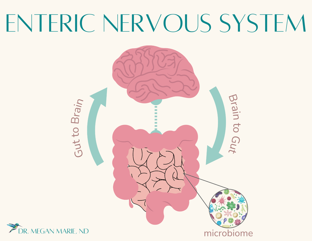Enteric Nervous System — Dr. Megan Marie, ND