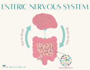 Enteric Nervous System — Dr. Megan Marie, ND