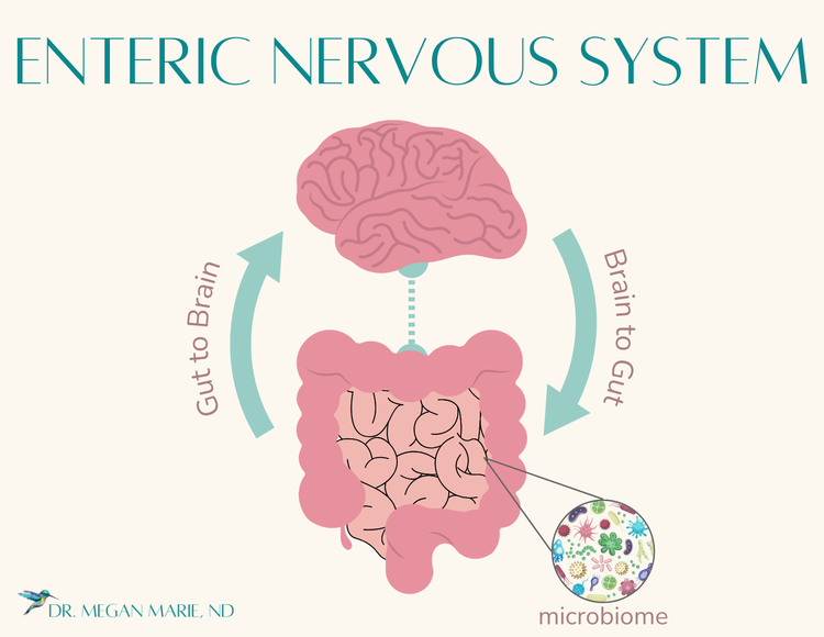 Enteric Nervous System — Dr. Megan Marie, ND