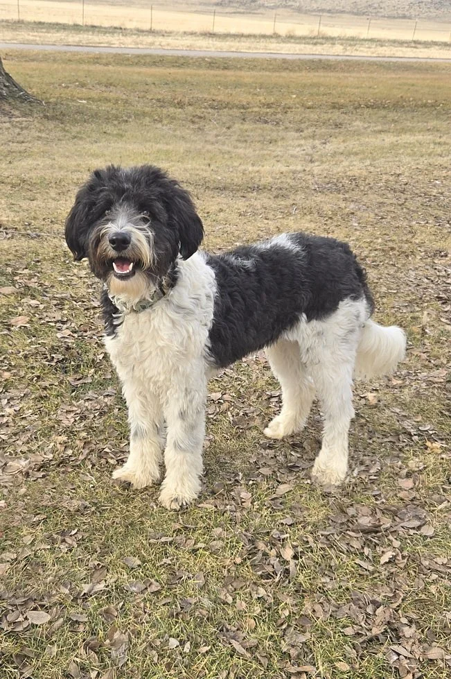 Adopt a fully trained bordoodle. See available bordoodle puppies for ...