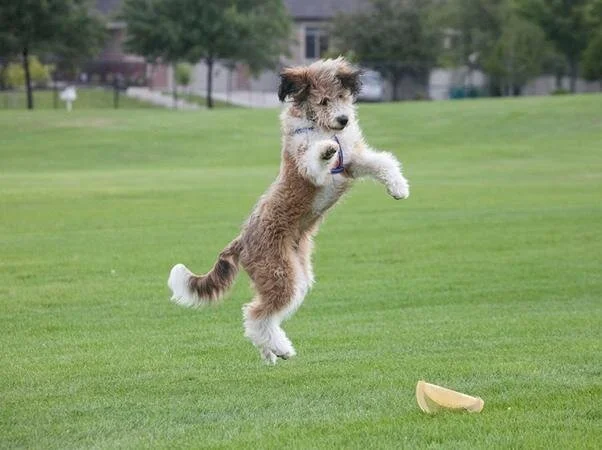 Hall Ranch Bordoodles - Bordoodle Puppies For Sale