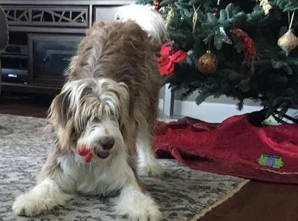 Learn all about the Bordoodle Breed — Bordoodle Puppies for Sale