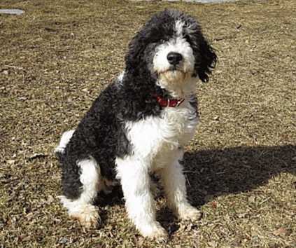 Learn all about the Bordoodle Breed — Bordoodle Puppies for Sale