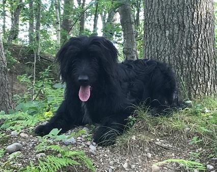 Learn all about the Bordoodle Breed — Bordoodle Puppies for Sale