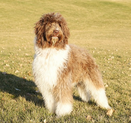 Learn all about the Bordoodle Breed — Bordoodle Puppies for Sale