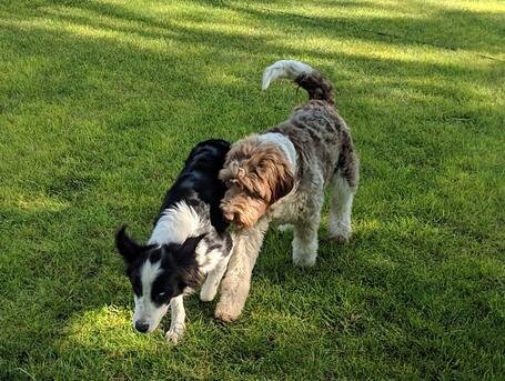 Bordoodle definitions and sizes explained — Bordoodle Puppies for Sale