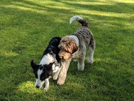 Bordoodle definitions and sizes explained — Bordoodle Puppies for Sale