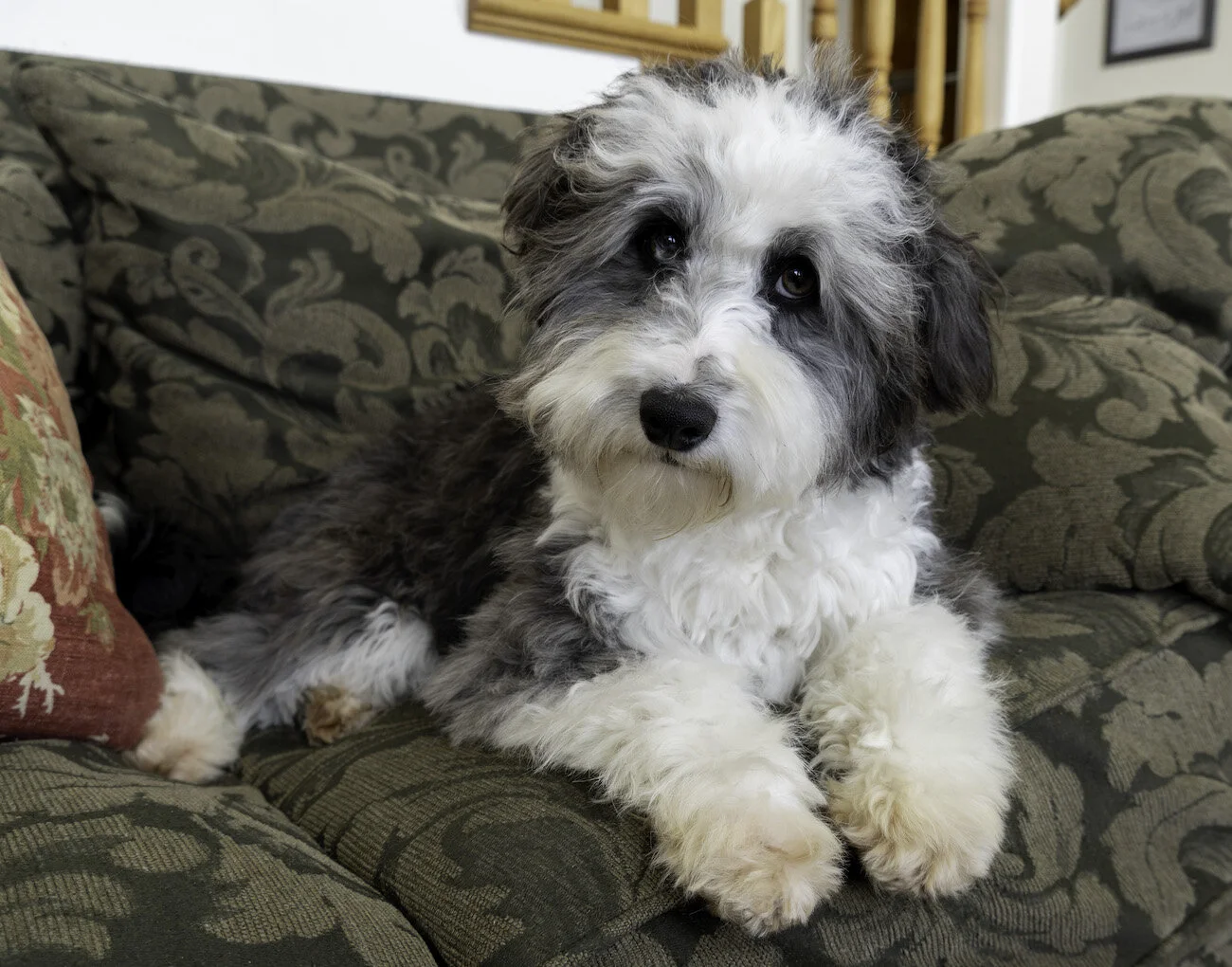 Appearance — The Bordoodle Blog — Bordoodle Puppies for Sale