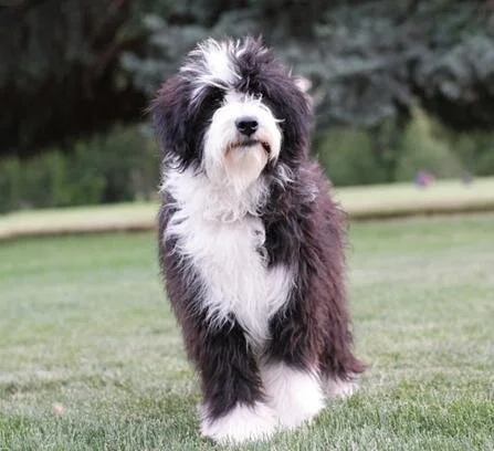 Hall Ranch Bordoodles - Bordoodle Puppies For Sale