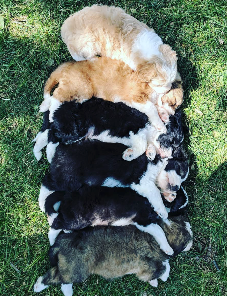 Bordoodle Appearance, Sizes, and Colors — Bordoodle Puppies for Sale