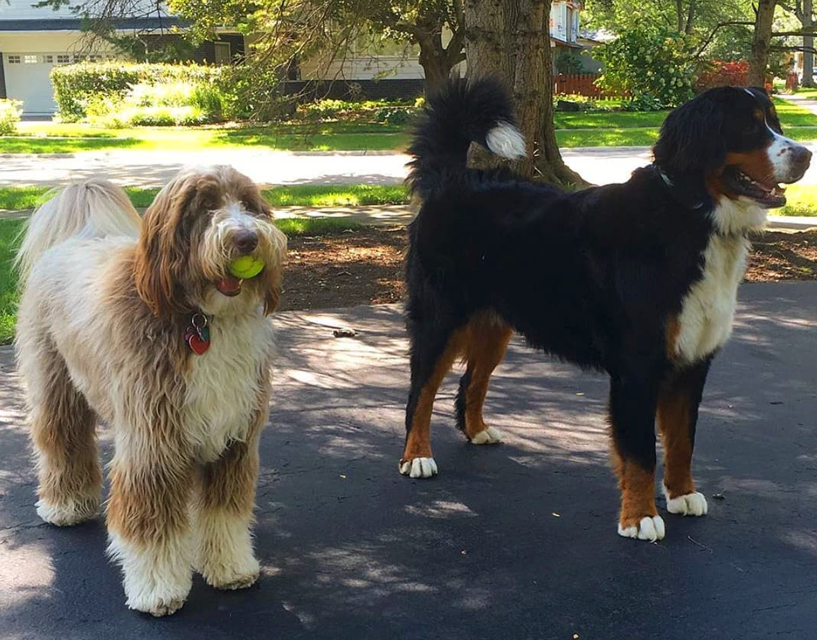 Bordoodle Appearance, Sizes, and Colors — Bordoodle Puppies for Sale