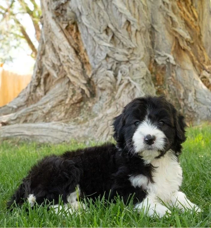 Adopt a fully trained bordoodle. See available bordoodle puppies for ...