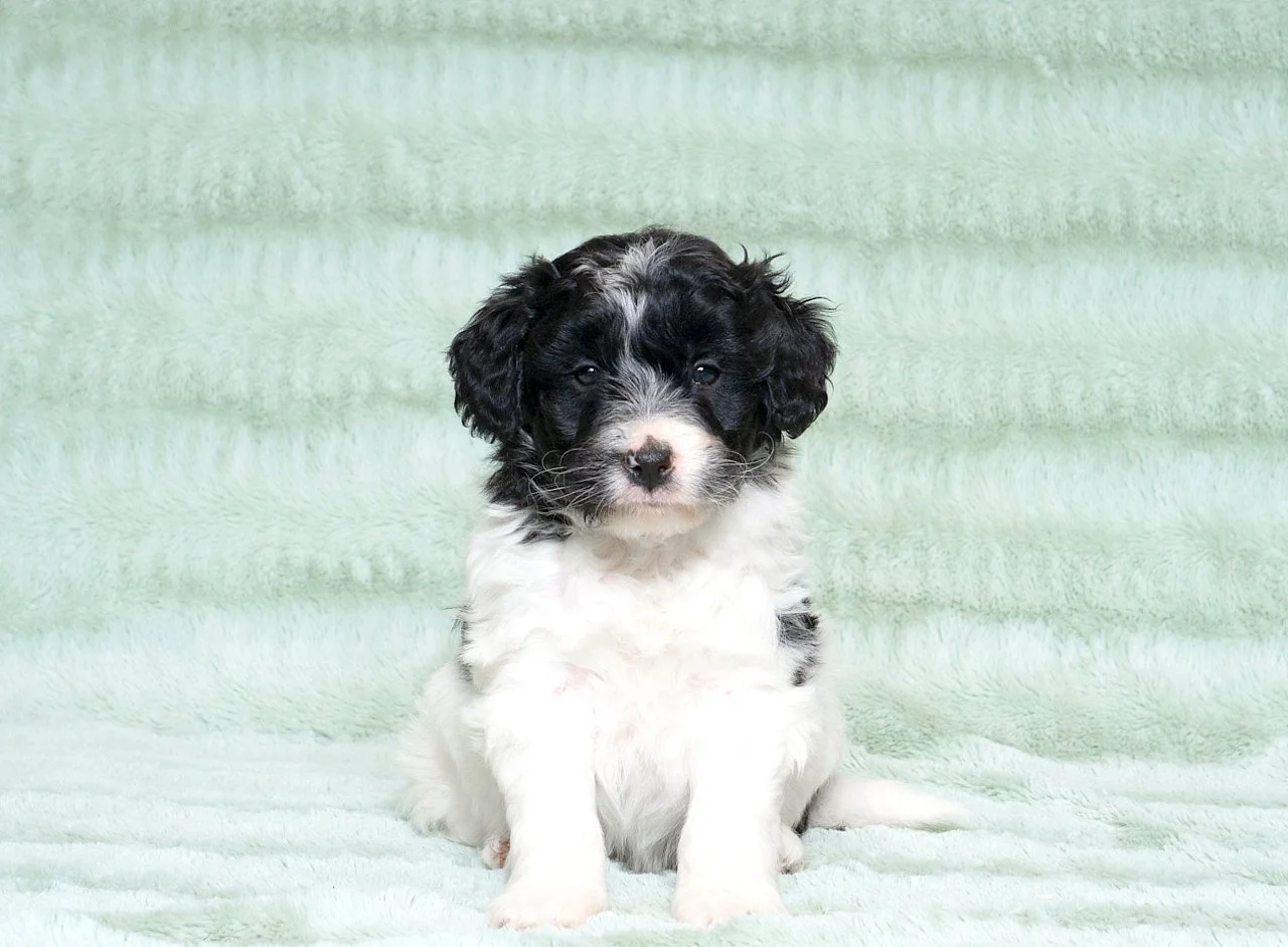 Bordoodle Puppies For Sale — Bordoodle Puppies for Sale