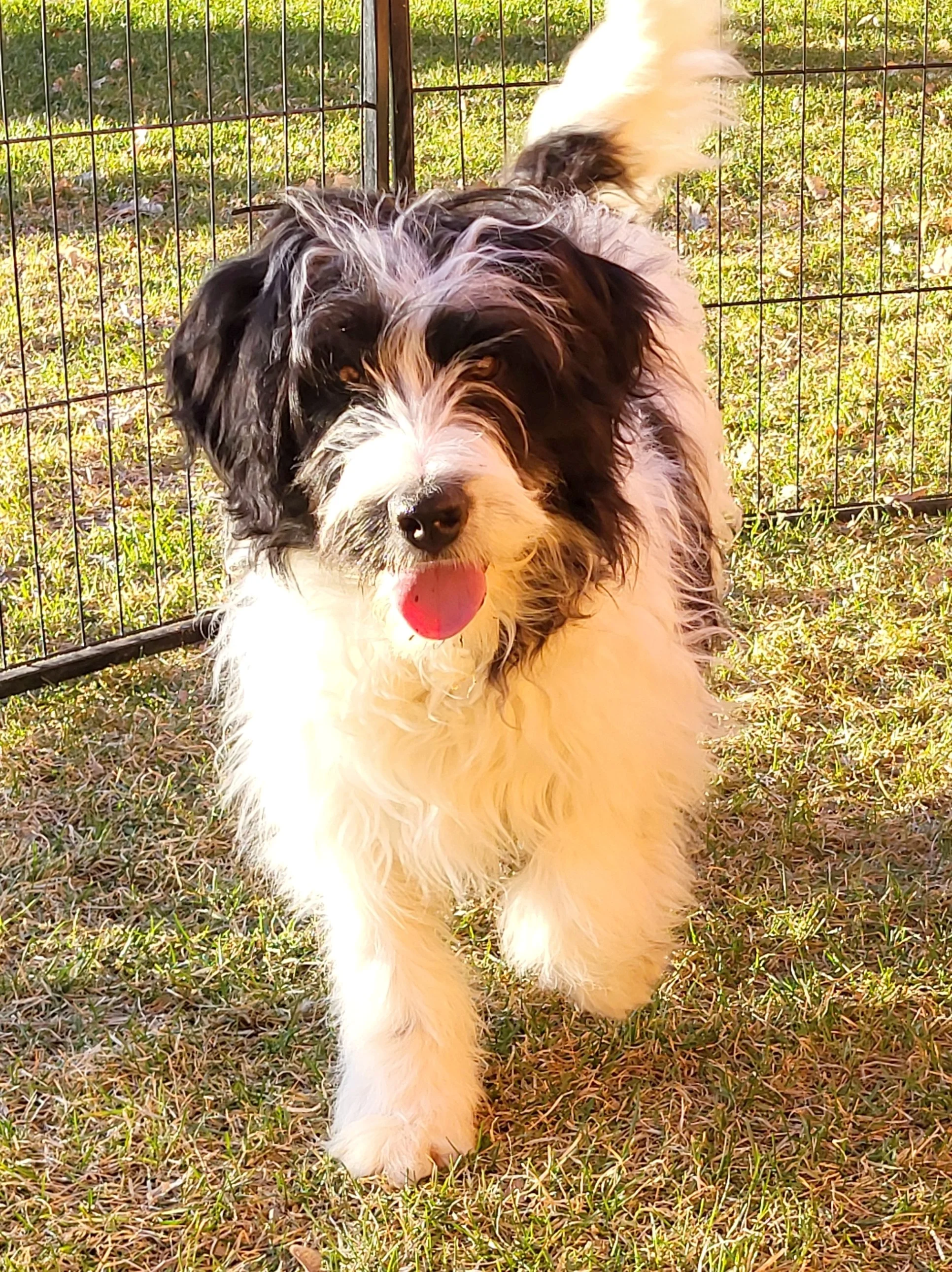 Adopt a fully trained bordoodle. See available bordoodle puppies for ...