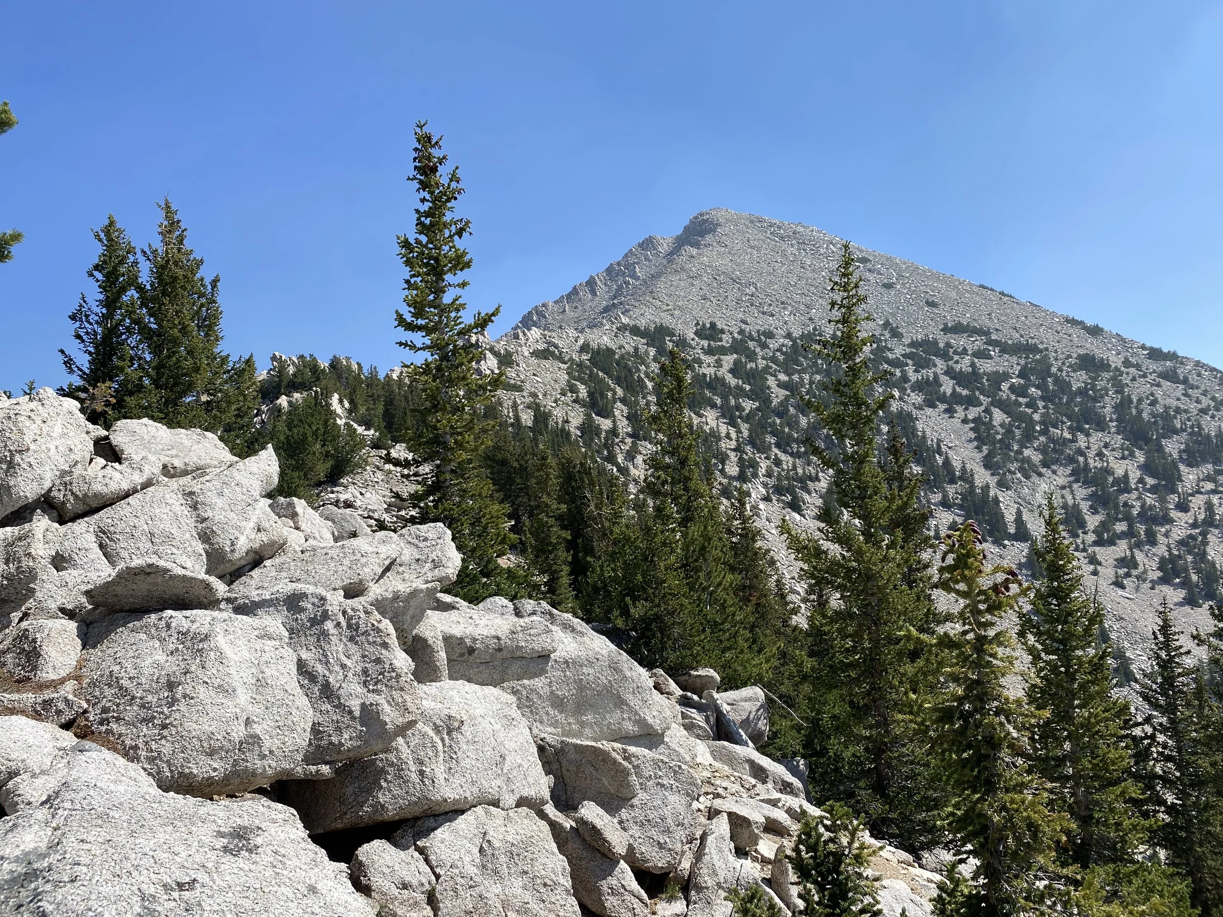 AWLS Outline — Wild Med U