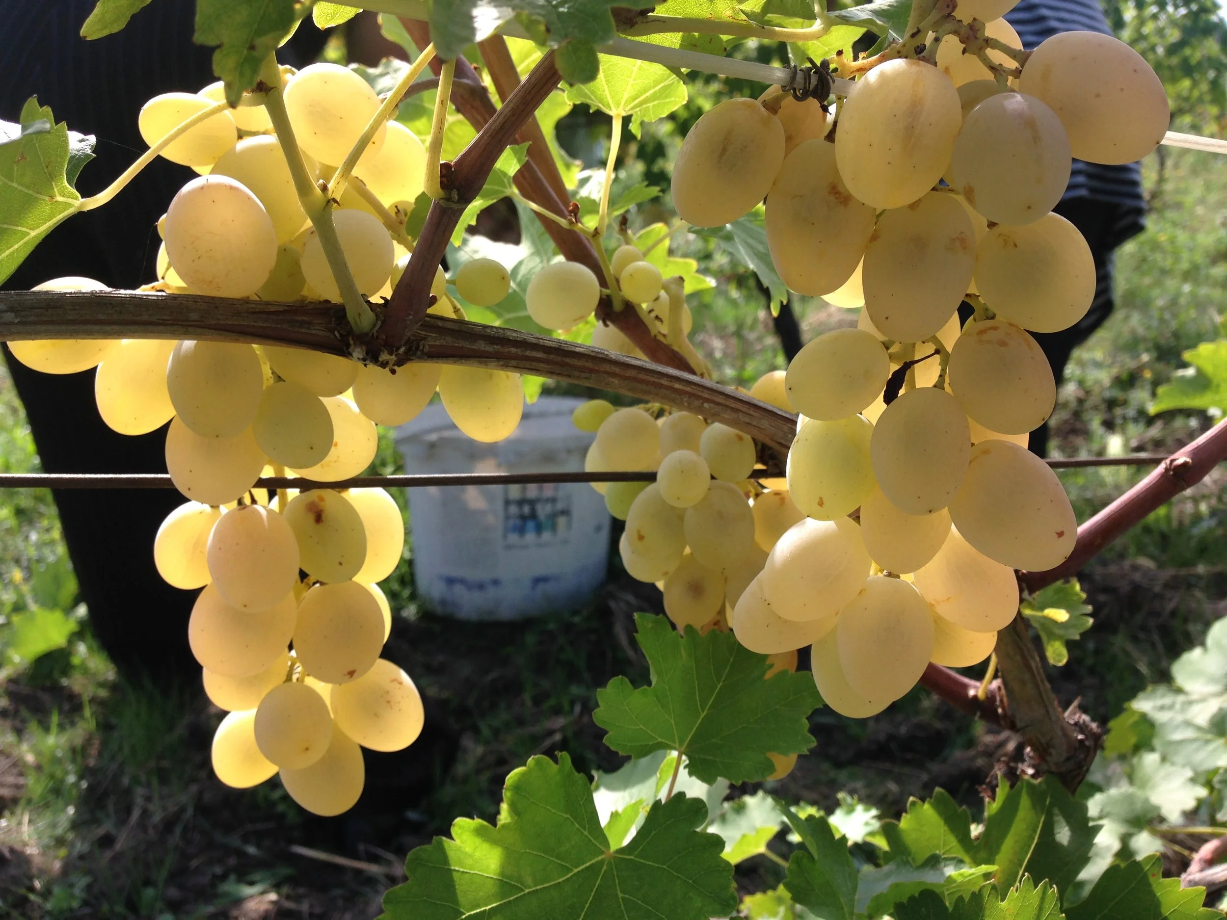 What we‘ve been cooking — Cook with Heidi