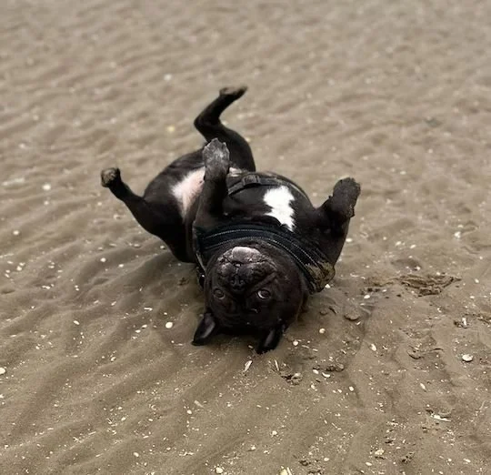 Discover the Pawesome Difference in Pet Care! — Pawesome Walkies