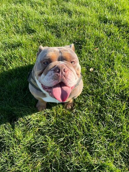 Discover the Pawesome Difference in Pet Care! — Pawesome Walkies