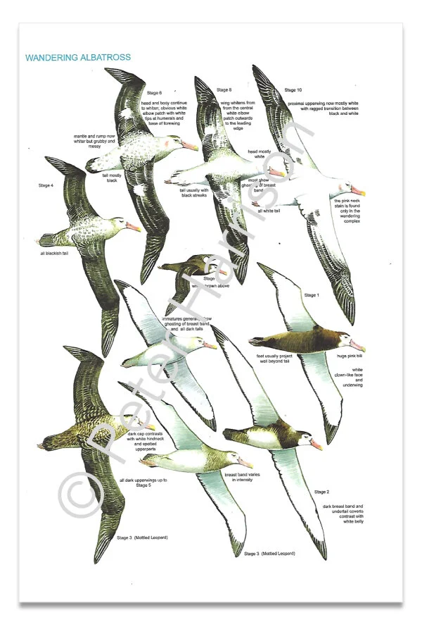 Wandering Albatross Drawing