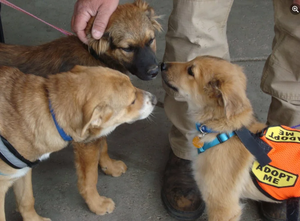 Yavapai Humane Trappers Animal Search & Rescue