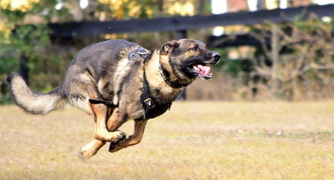 Precision Canine Performance