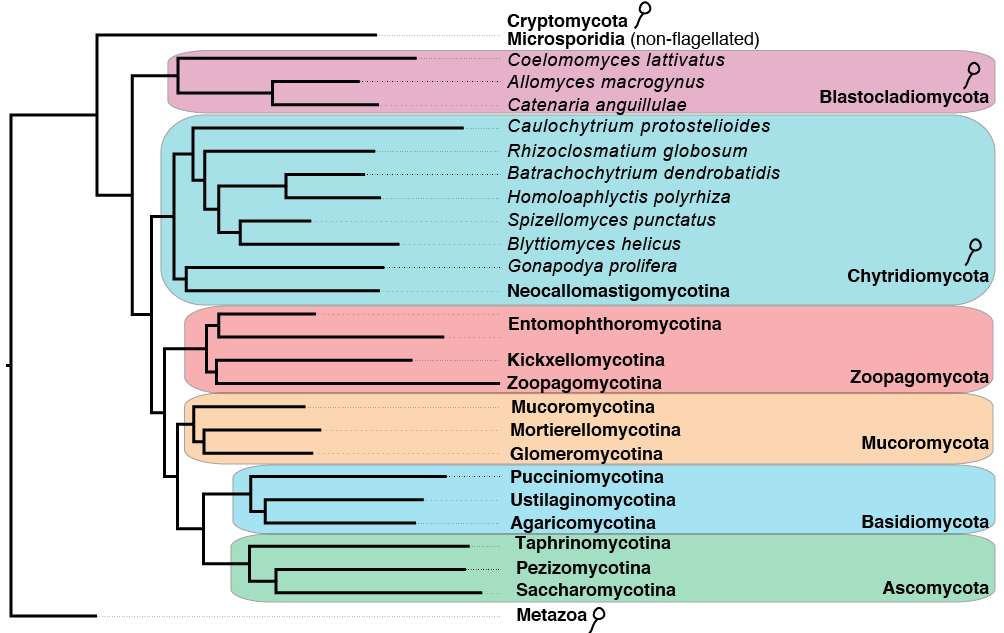 Chytrids Research Info and Resources