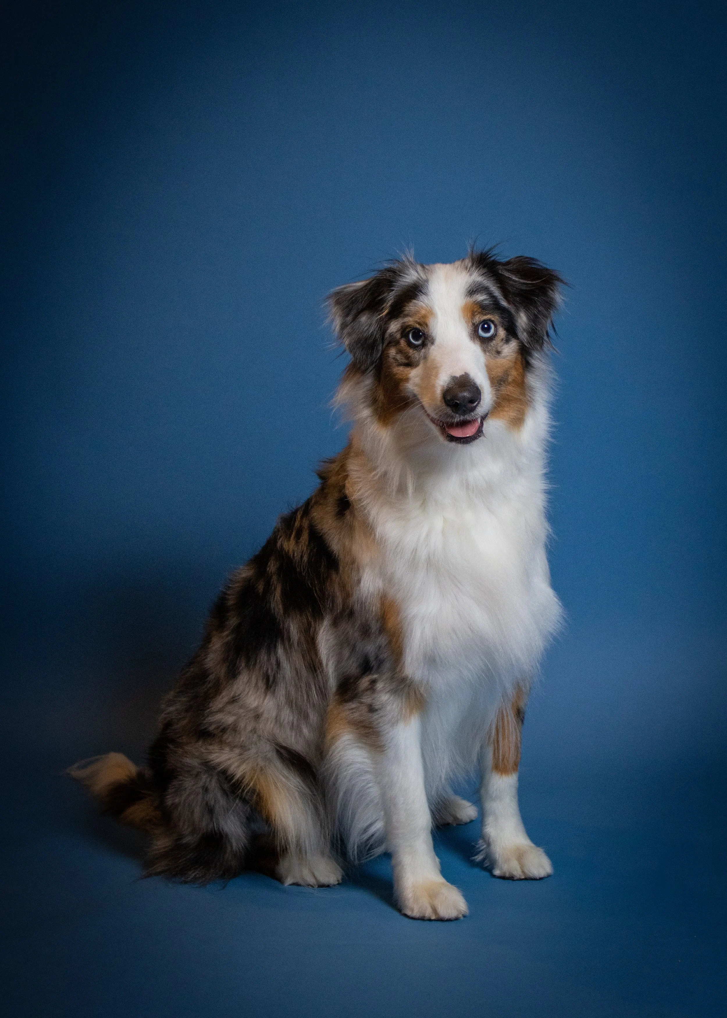 AKC Miniature American Shepherds