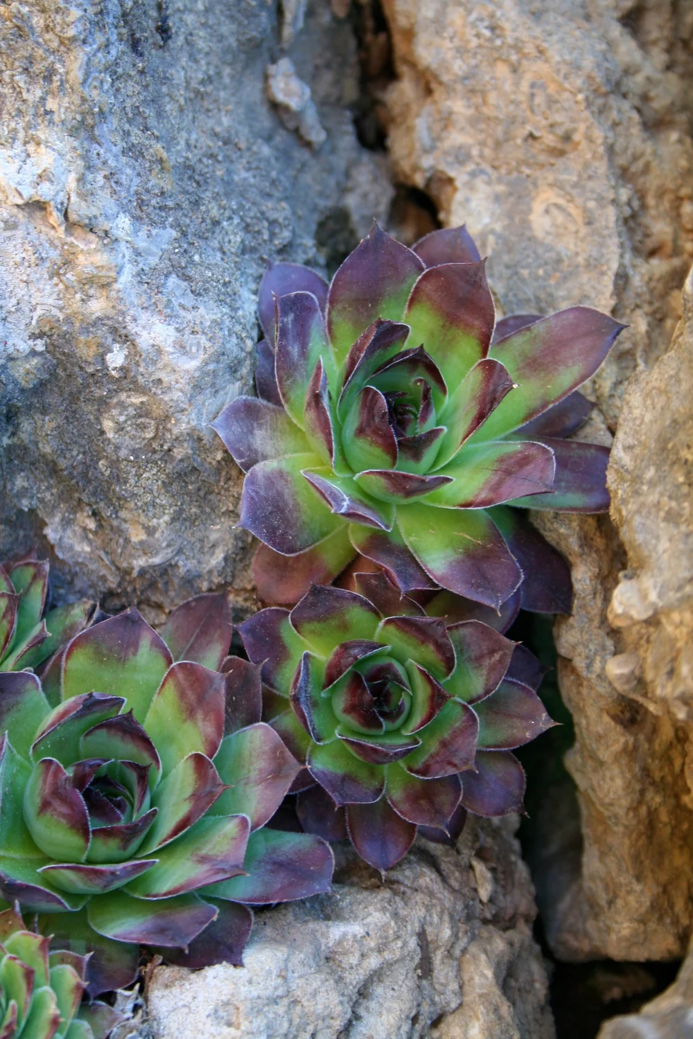 Splankna — Well Watered Gardens
