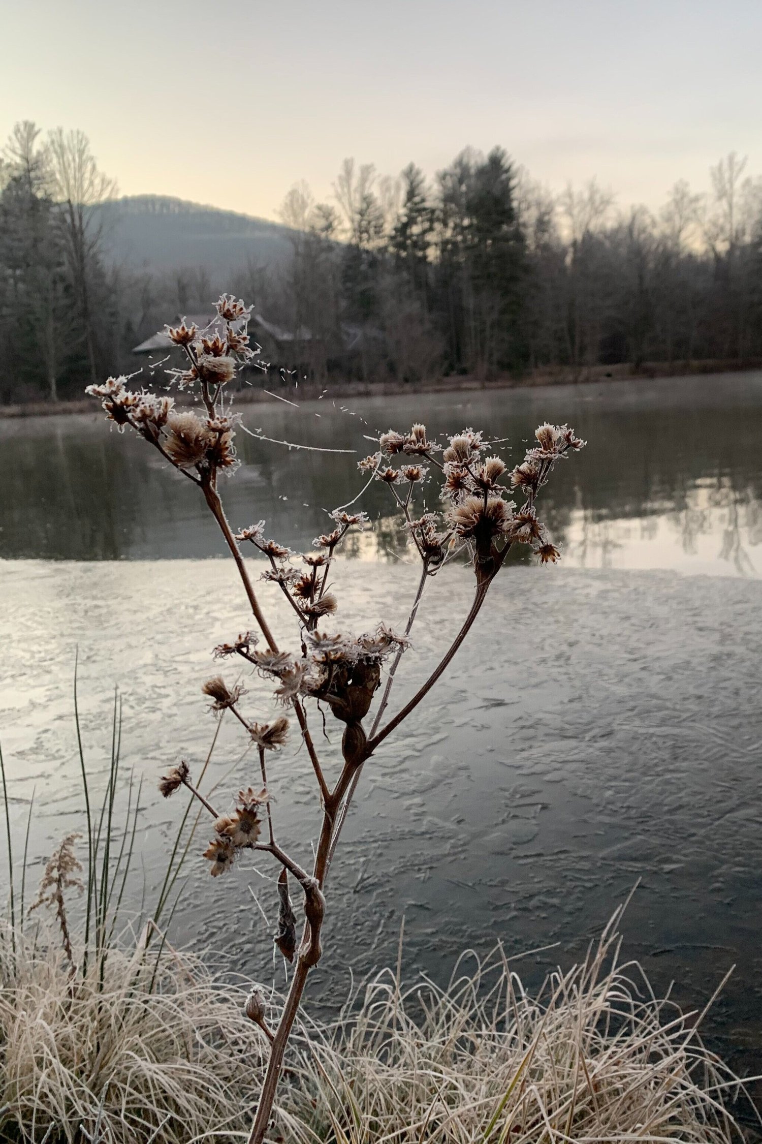 beauty of winter weeds — Blue Ridge Botanic