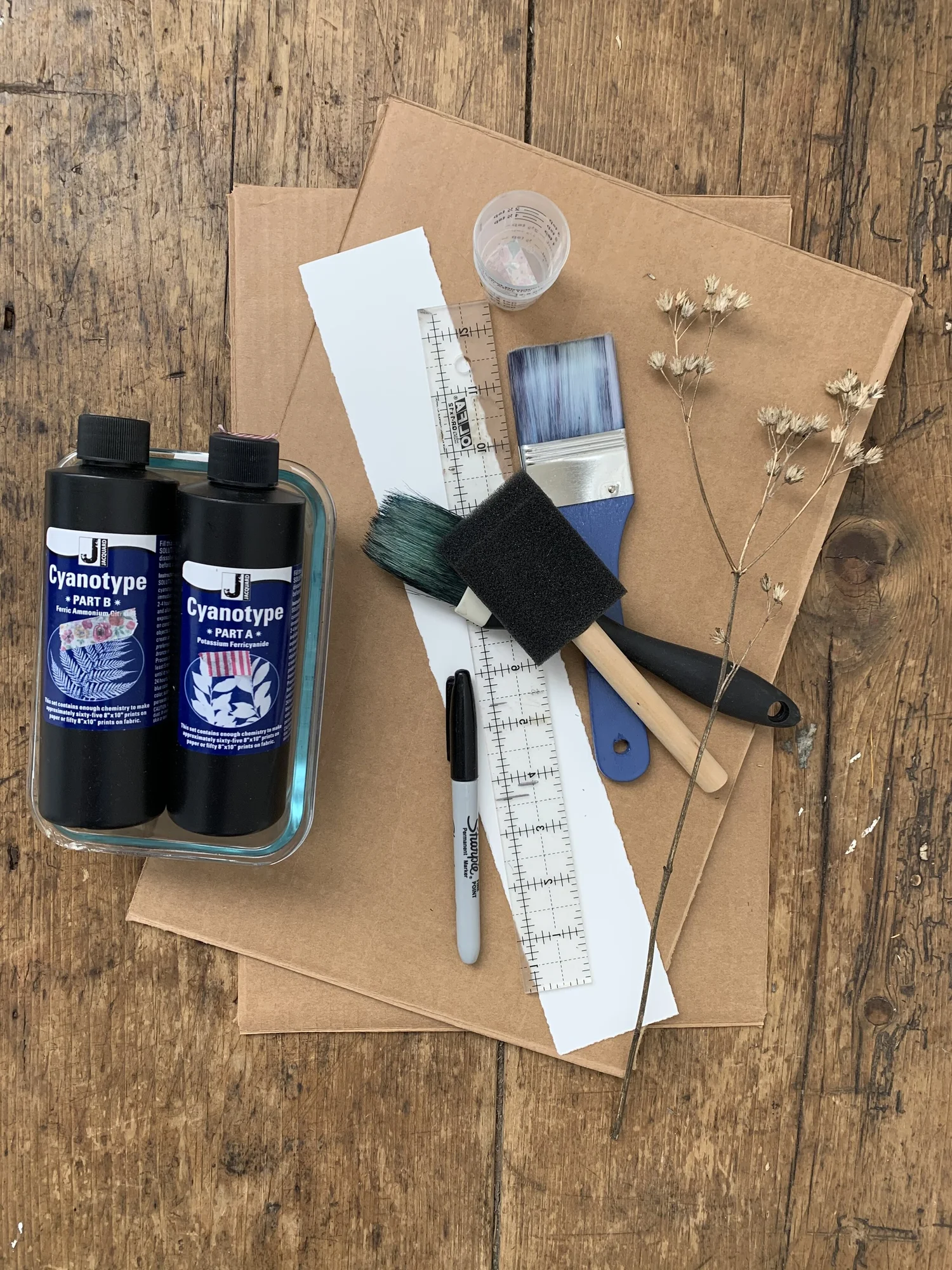 Cyanotype Test Strip Tutorial — Blue Ridge Botanic