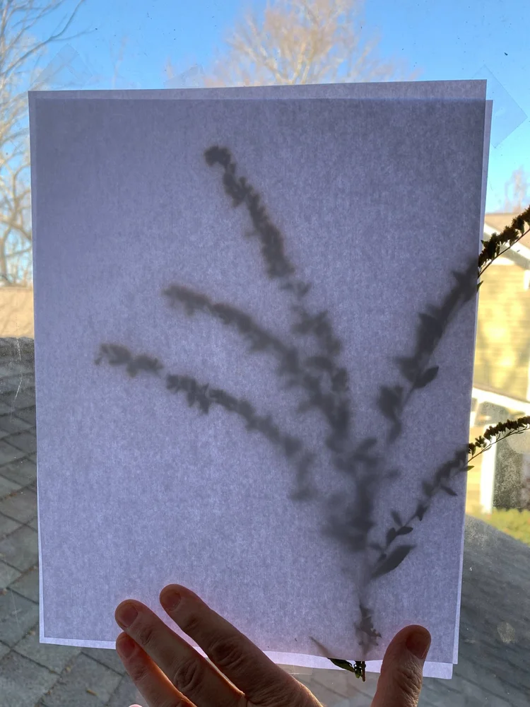 Cyanotype Tutorial — Blue Ridge Botanic