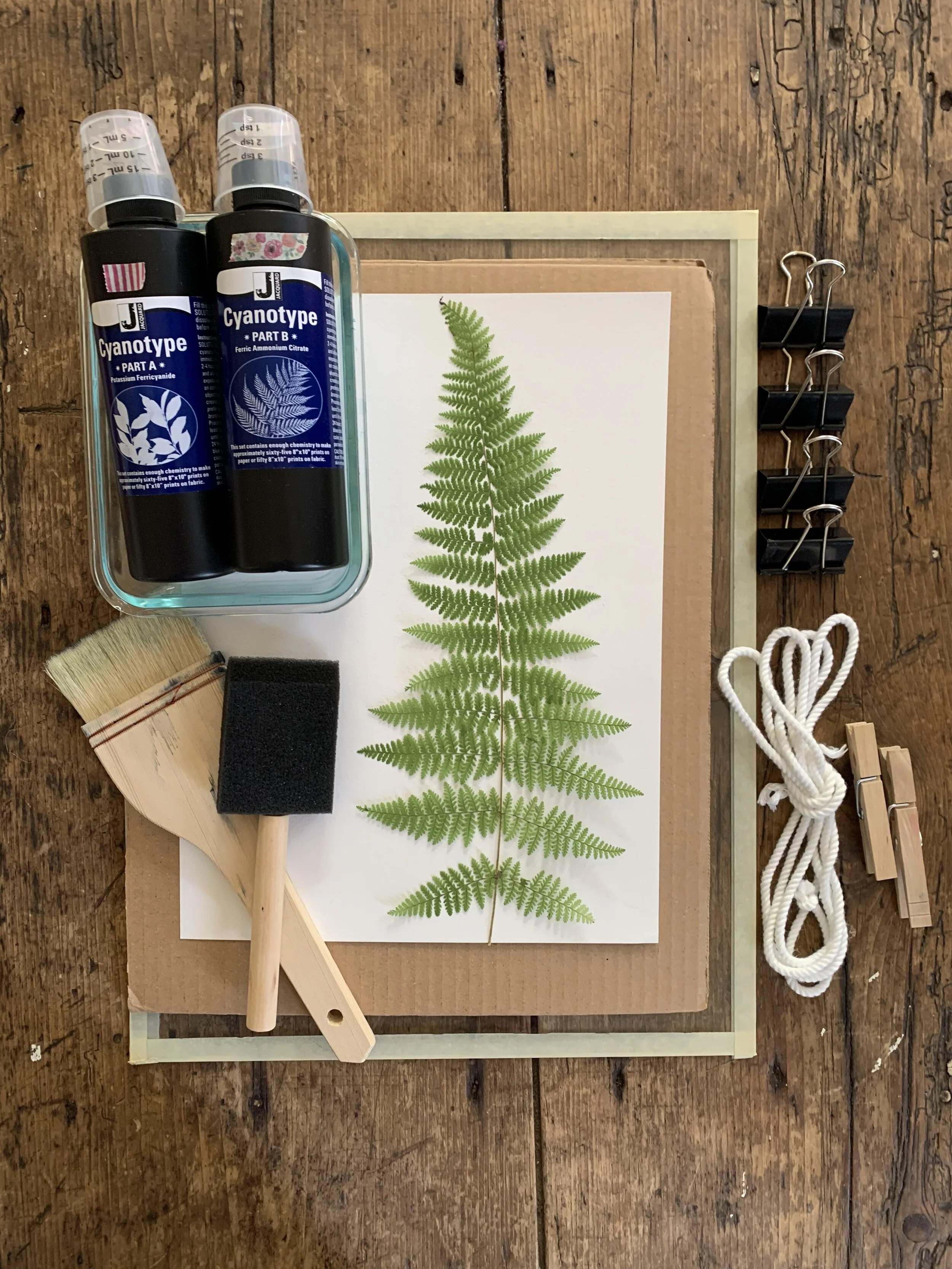 Cyanotype Tutorial — Blue Ridge Botanic