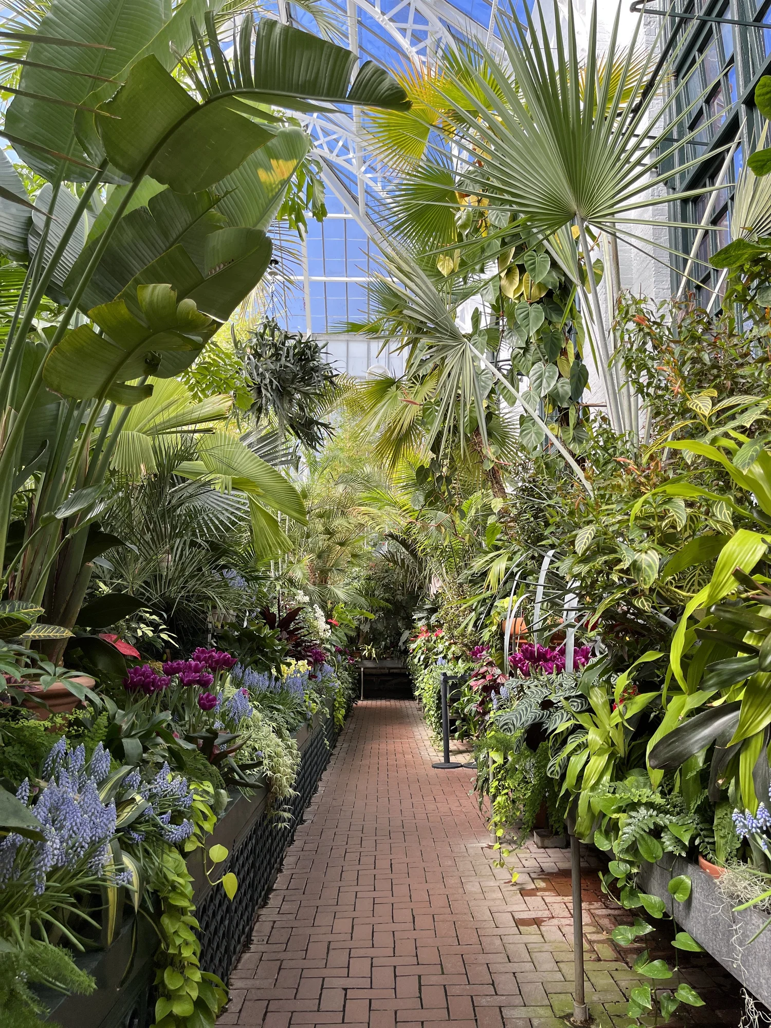A Winter Oasis: the Biltmore Conservatory — Blue Ridge Botanic