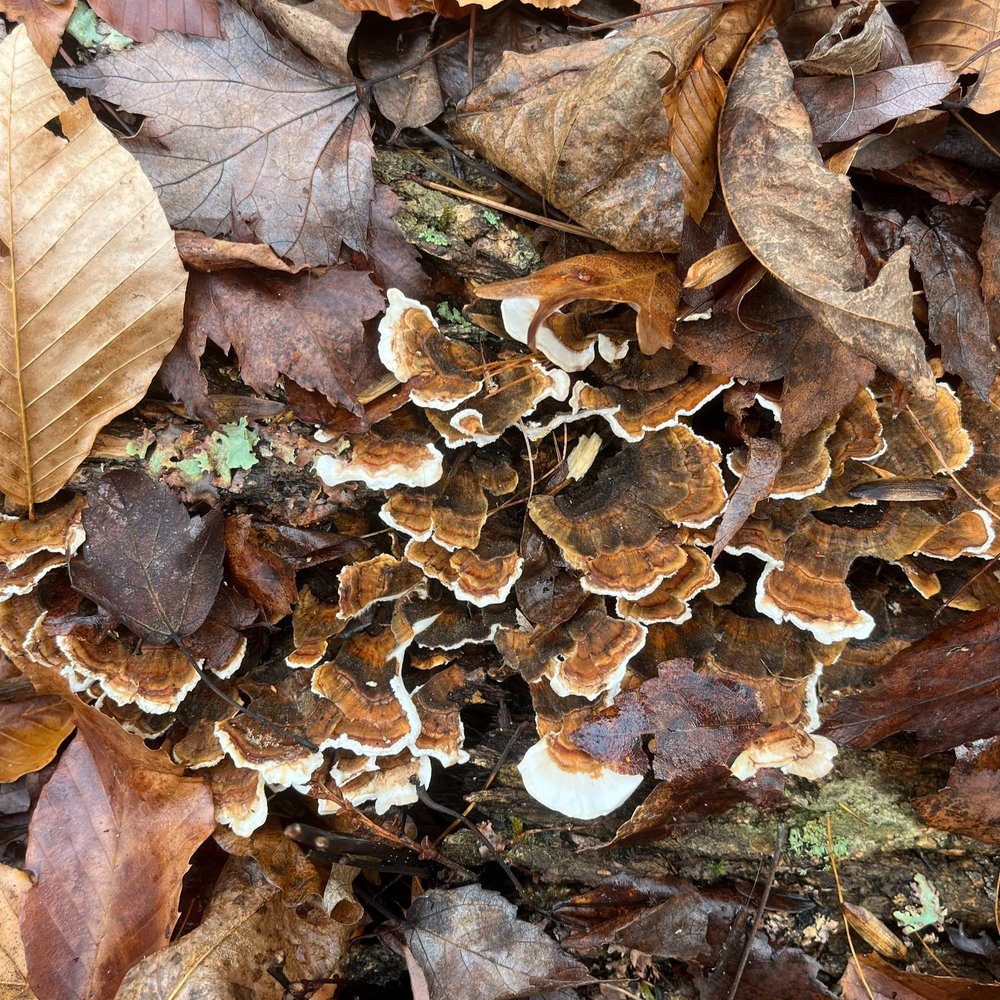 5 Easy Ways to Identify Turkey Tail Mushrooms! — Blue Ridge Botanic