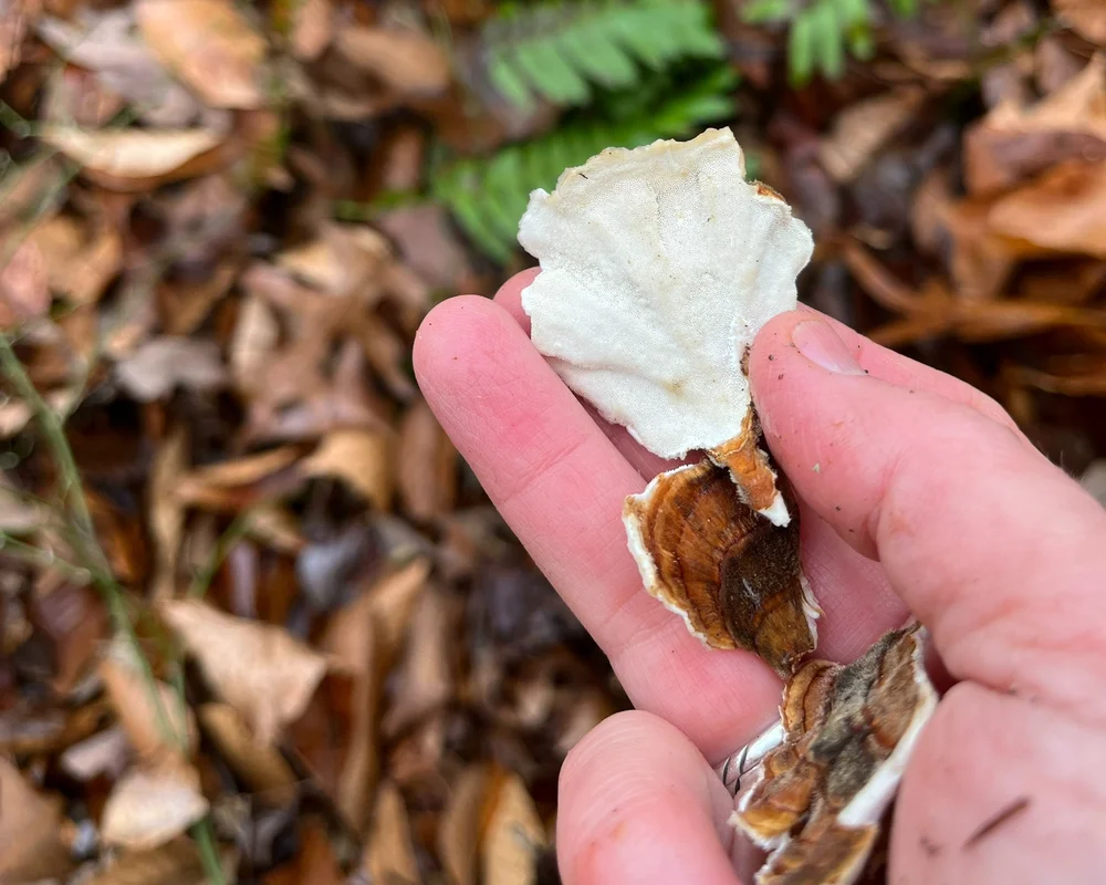 5 Easy Ways to Identify Turkey Tail Mushrooms! — Blue Ridge Botanic