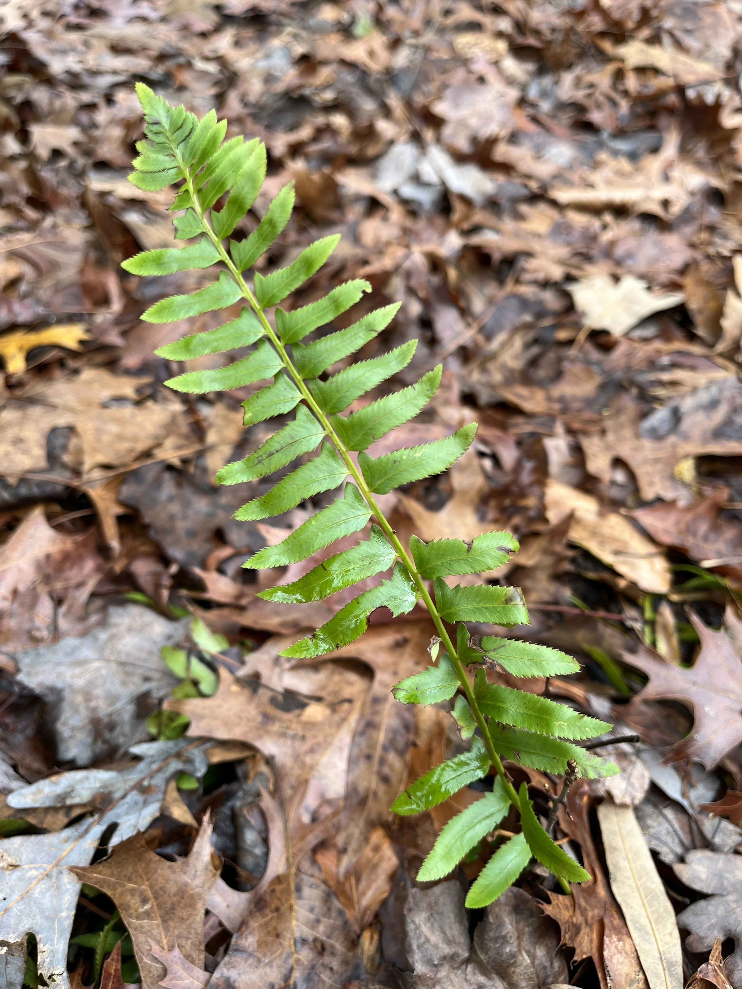 Secret Stories of the Ferns & their Invisible Flowers — Blue Ridge Botanic