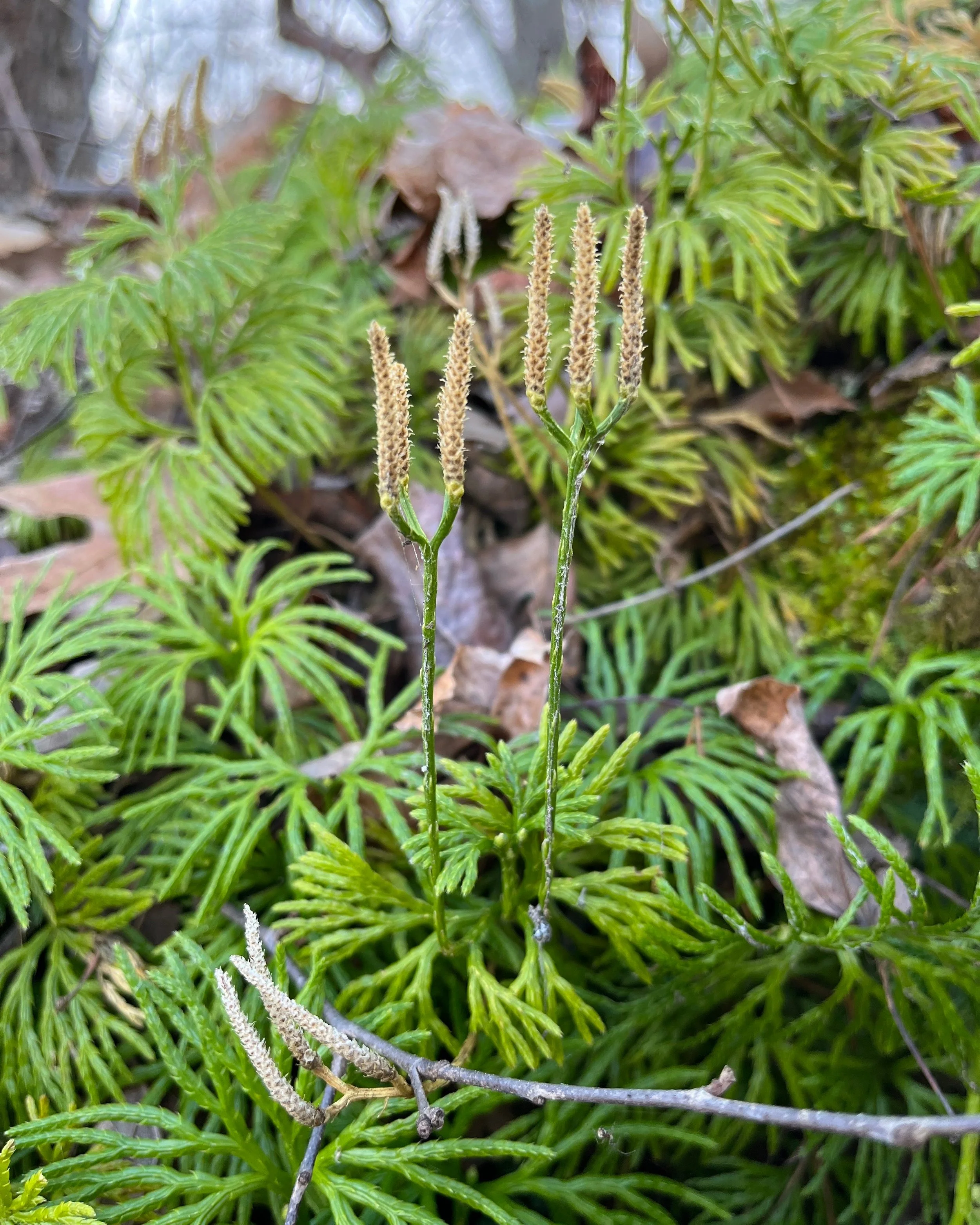 Secret Stories of the Club Moss: Lycopodium — Blue Ridge Botanic