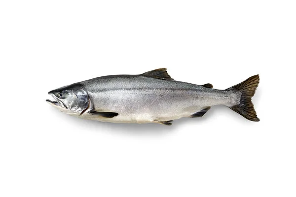 Shop Our Wild Alaskan Seafood — Yakobi Fisheries