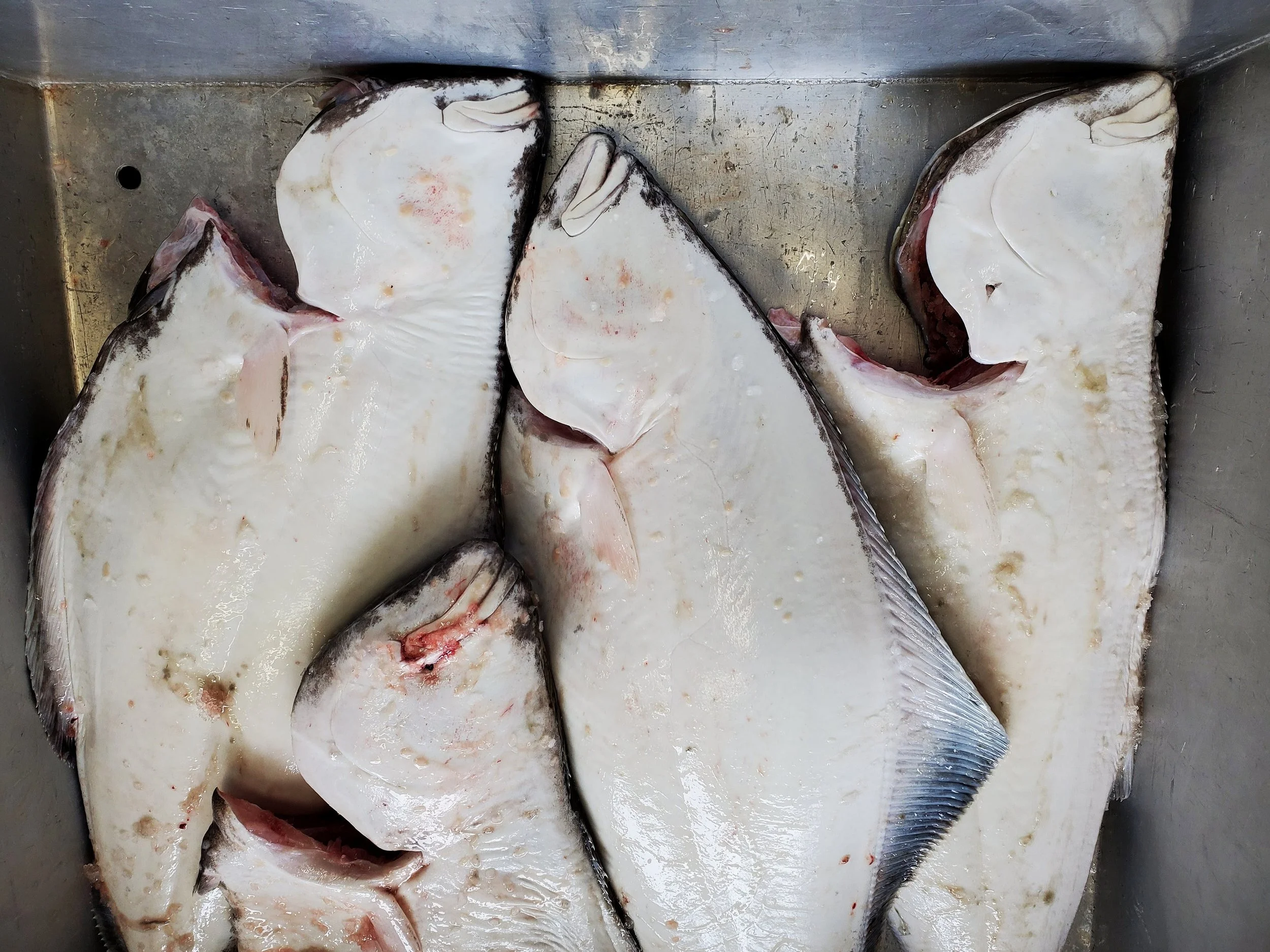 Wild Alaskan Black Cod Full Fillets — Yakobi Fisheries