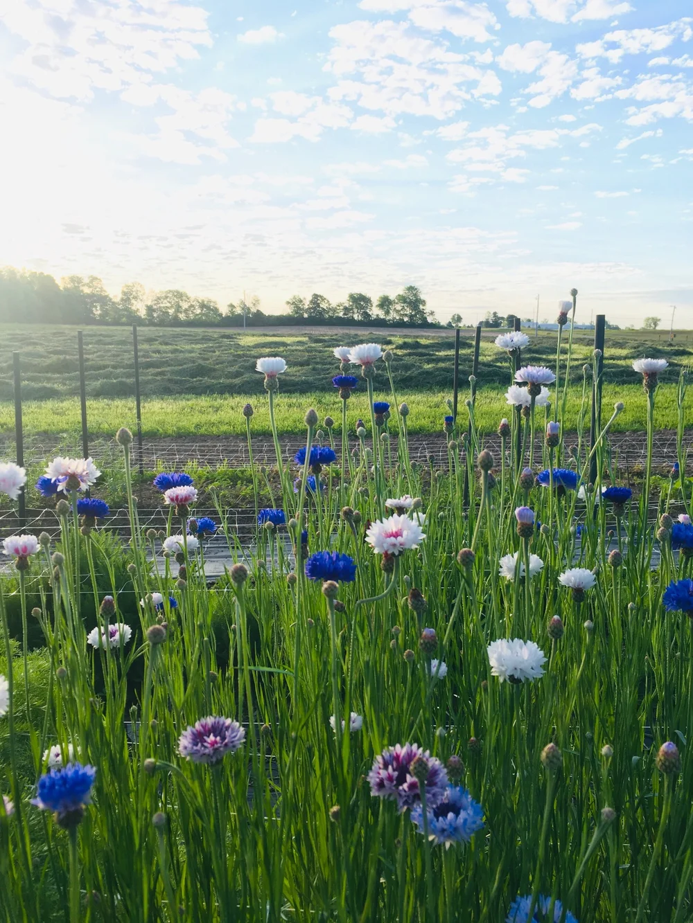 Morningside Meadows Farm — Morningside Meadows Flower Farm