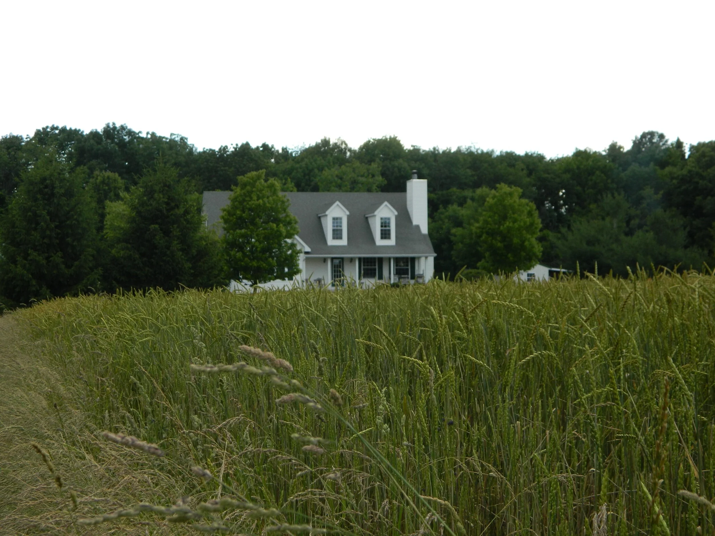 Morningside Meadows Farm — Morningside Meadows Flower Farm