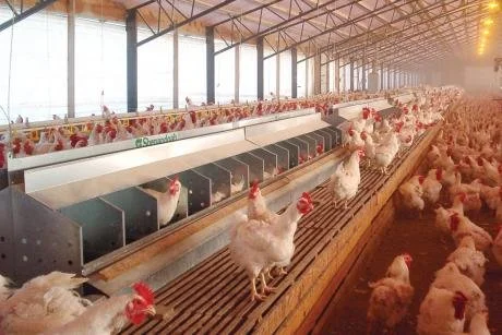 POULTRY NESTING — ECODOME