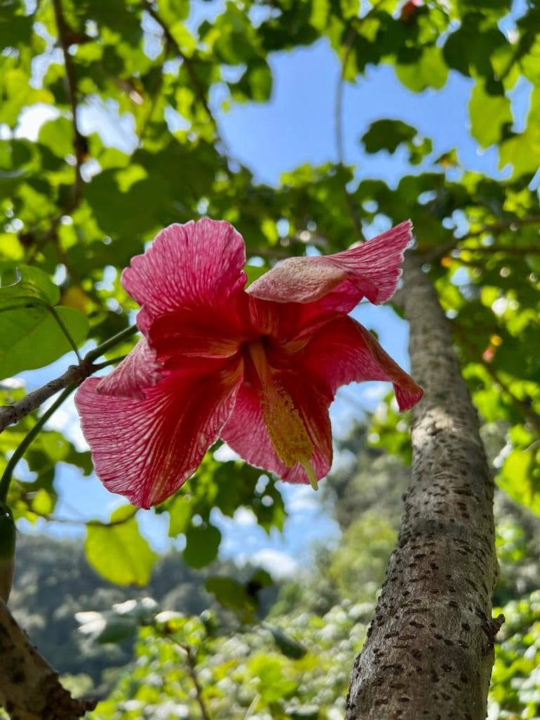 Biodiversidad — Finca Gaia