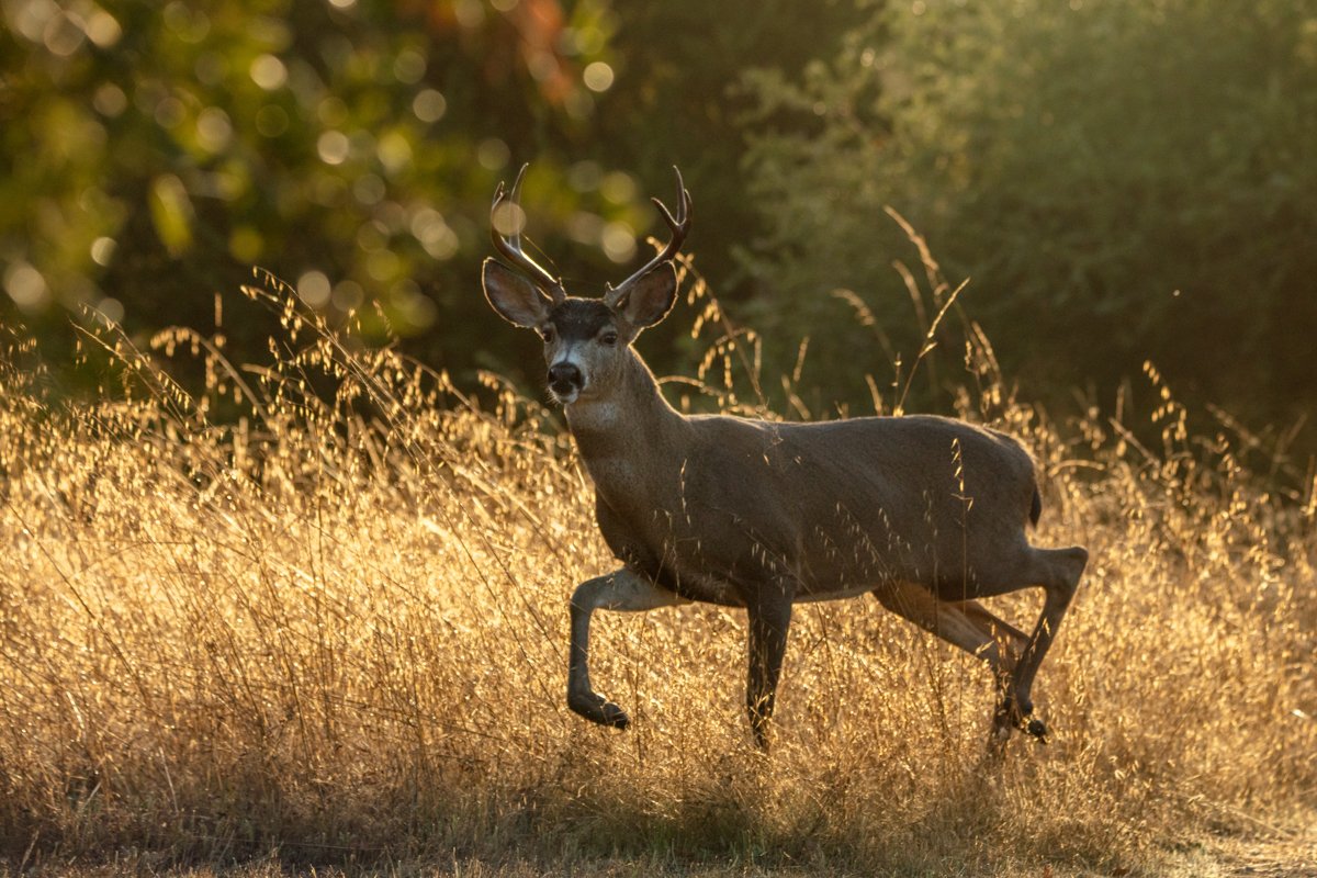 Northern California Wildlife Safari 2025 — Experience Wildlife