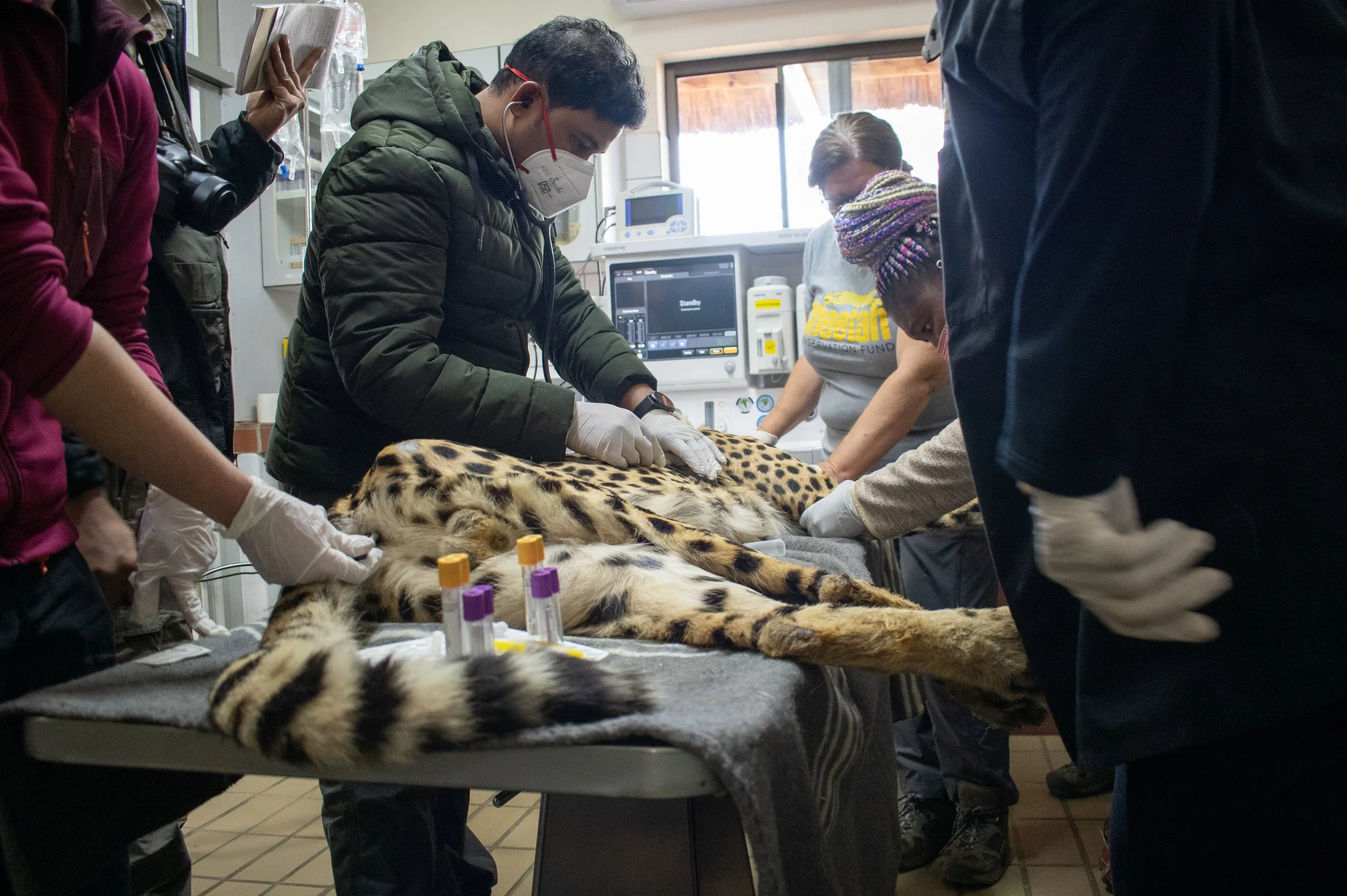 Cheetahs In India — Experience Wildlife