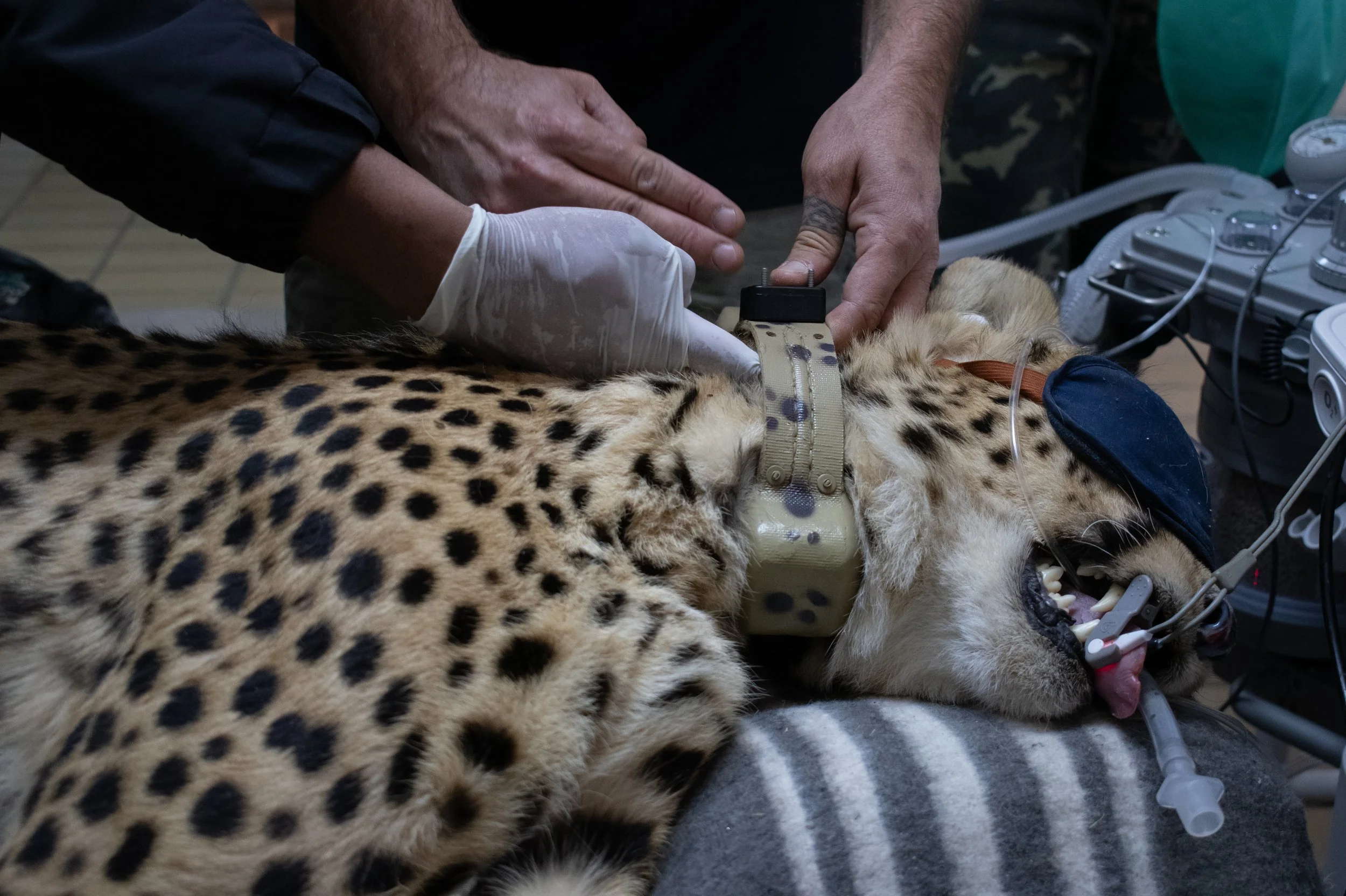 Cheetahs In India — Experience Wildlife