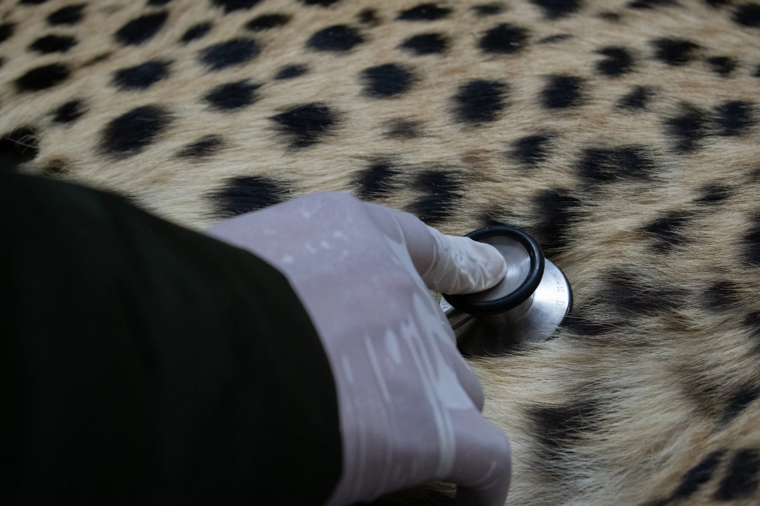 Cheetahs In India — Experience Wildlife