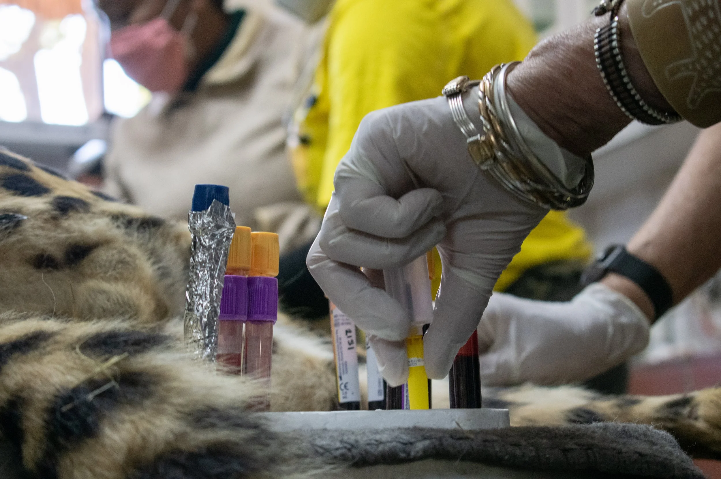 Cheetahs In India — Experience Wildlife