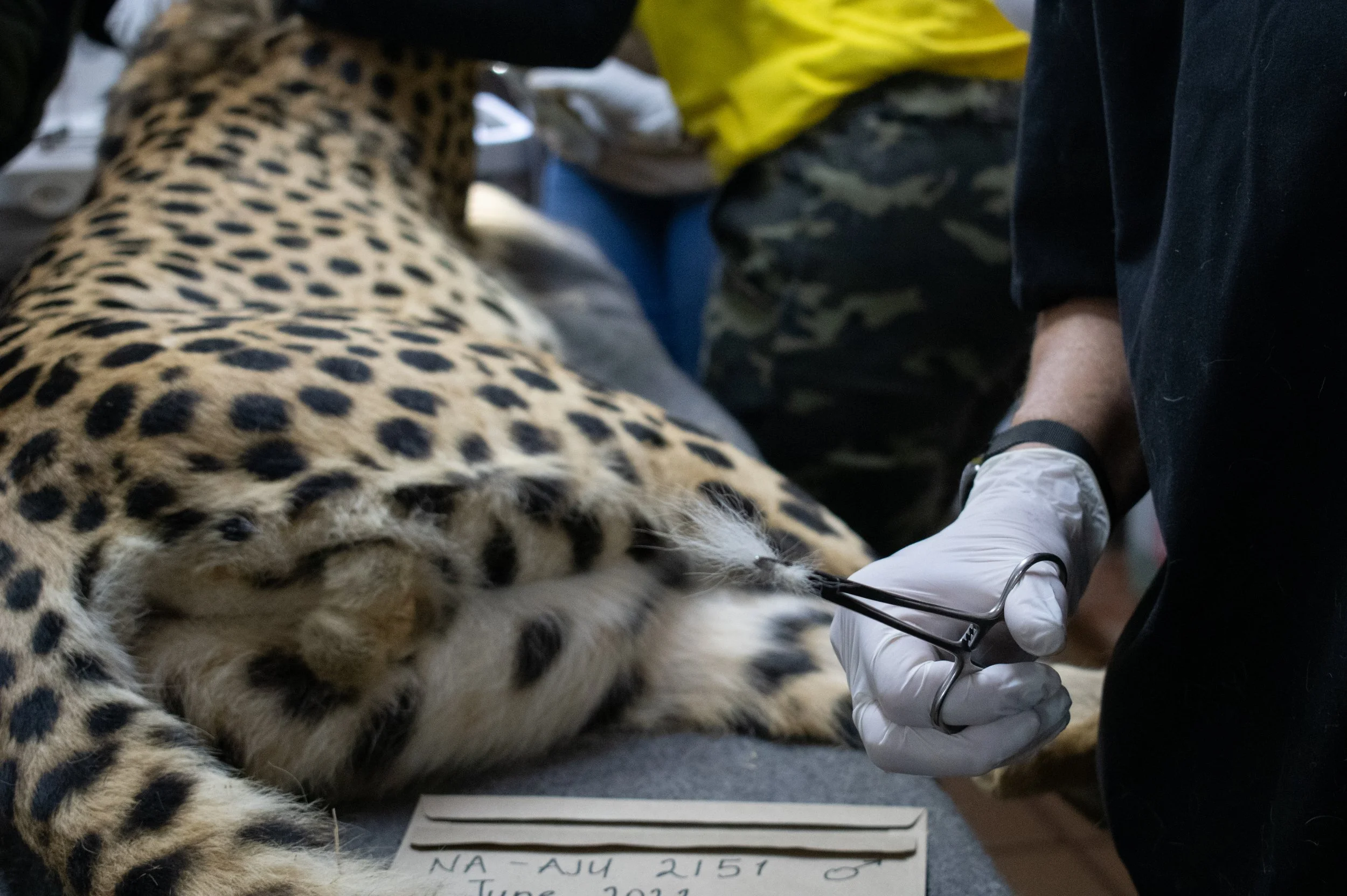 Cheetahs In India — Experience Wildlife